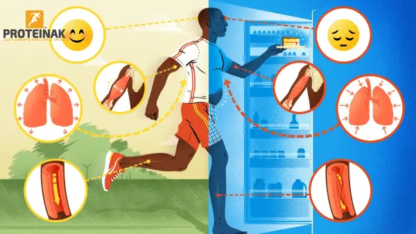 The effect of stopping exercise on bodybuilders – Proteinak